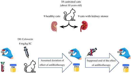 Gut and Urinary Microbiota in Cats with Kidney Stones
