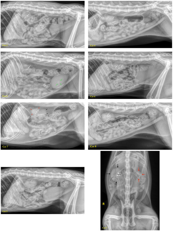 Gut and Urinary Microbiota in Cats with Kidney Stones