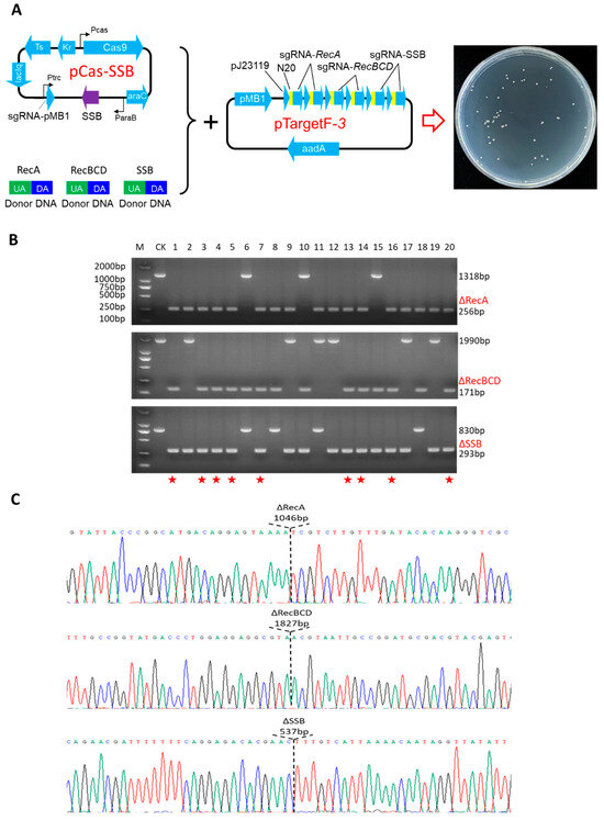 The Influence of Homologous Arm Length on Homologous Recombination Gene ...