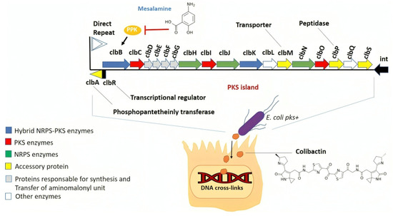 Contribution of pks+ Escherichia coli (E. coli) to Colon Carcinogenesis