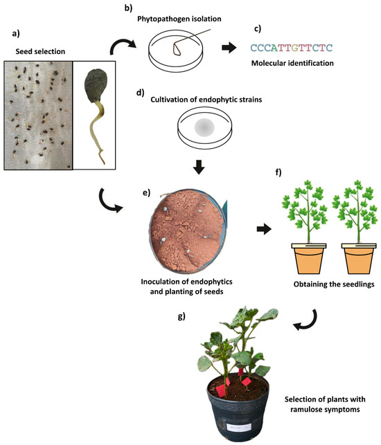 Endophytic Fungi Inoculation Reduces Ramulosis Severity in Gossypium ...