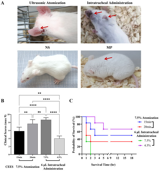 Establishment of a Mouse Model of Mycoplasma pneumoniae-Induced Plastic ...