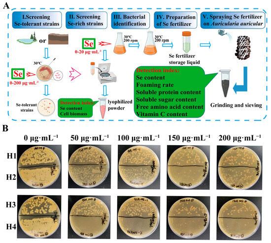 Screening and Identification of Soil Selenium-Enriched Strains and ...