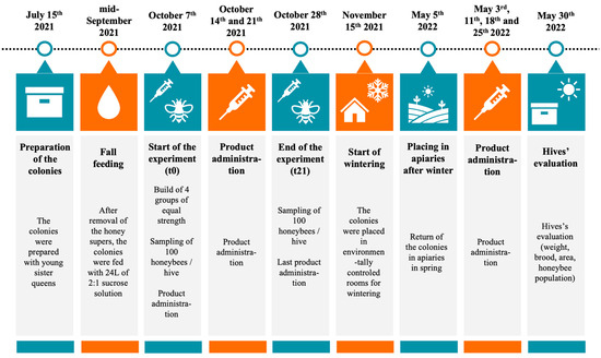 Managing Microbiota Activity of Apis mellifera with Probiotic ...
