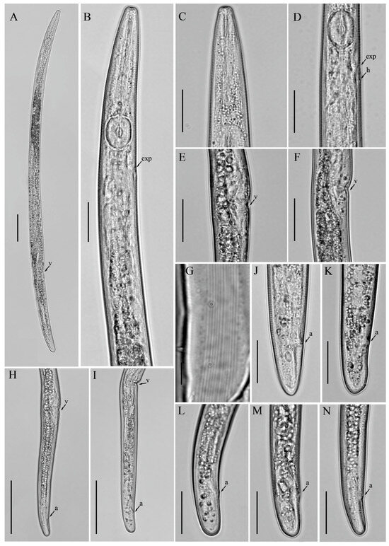 Discovery and Characterization of Four Aphelenchid Species from ...