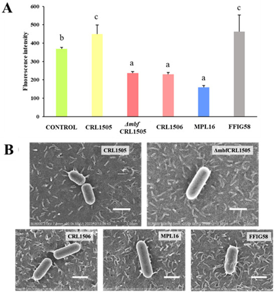 The Mucus-Binding Factor Mediates Lacticaseibacillus rhamnosus CRL1505 ...