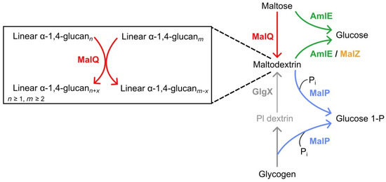 Role of MalQ Enzyme in a Reconstructed Maltose/Maltodextrin Pathway in ...