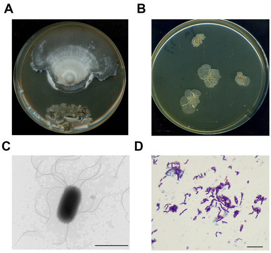 Bacillus amyloliquefaciens LM-1 Affects Multiple Cell Biological ...