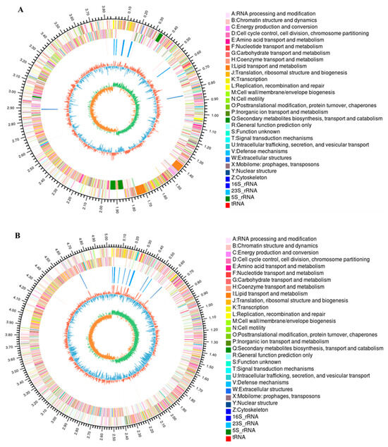 Whole-Genome Sequencing of Two Potentially Allelopathic Strains of Bacillus from the Roots of C ...