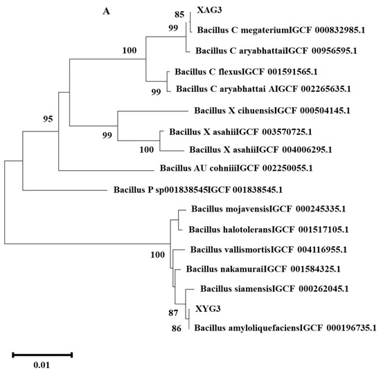 Whole-Genome Sequencing of Two Potentially Allelopathic Strains of Bacillus from the Roots of C ...