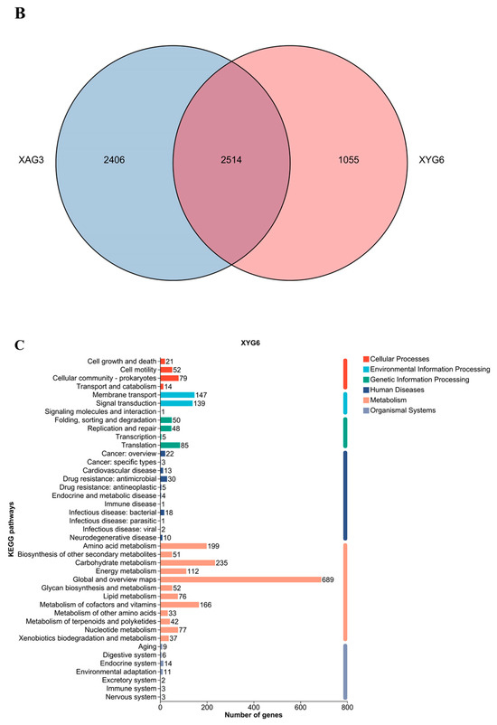 Whole-Genome Sequencing of Two Potentially Allelopathic Strains of Bacillus from the Roots of C ...
