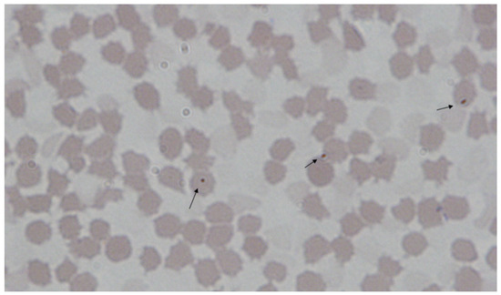 Haemotrophic Mycoplasmas Infecting Pigs: A Review of the Current Knowledge