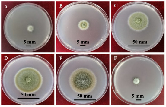 Alfalfa Spring Black Stem and Leaf Spot Disease Caused by Phoma ...