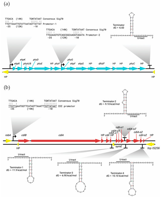 Pangenome Analysis Reveals Novel Contact-Dependent Growth Inhibition System and Phenazine ...
