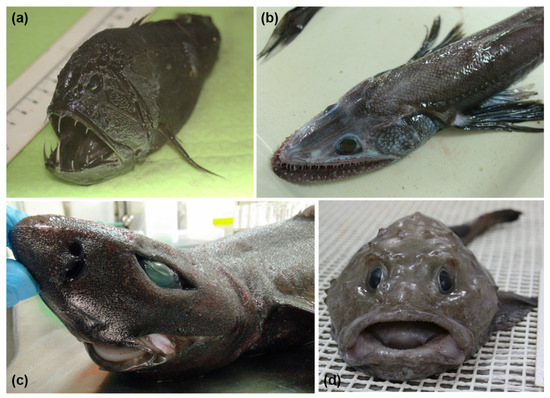 The Marine Fish Gut Microbiome as a Source of Novel Bacteriocins