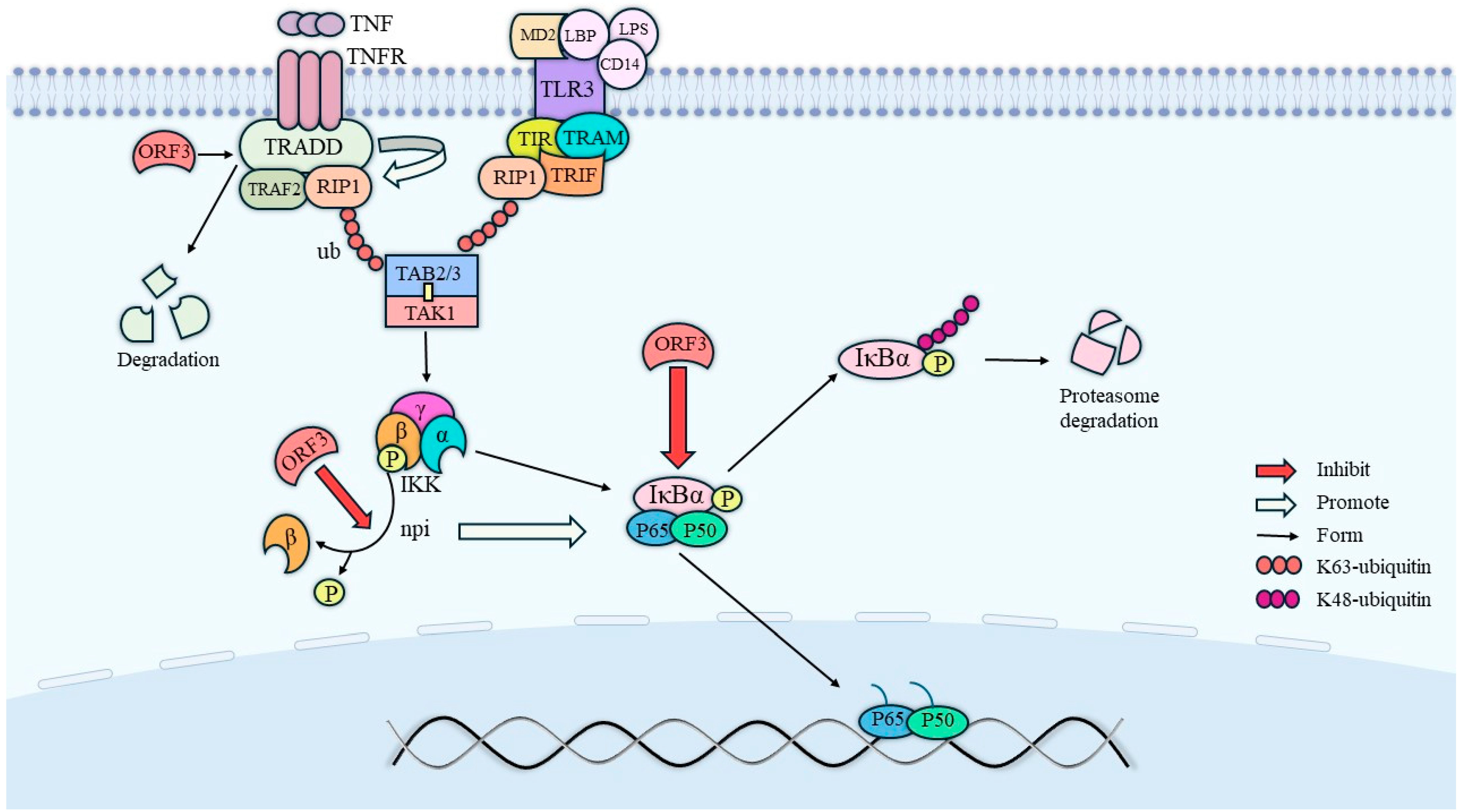 Microorganisms | Free Full-Text | Multiple Functions of Hepatitis E ...