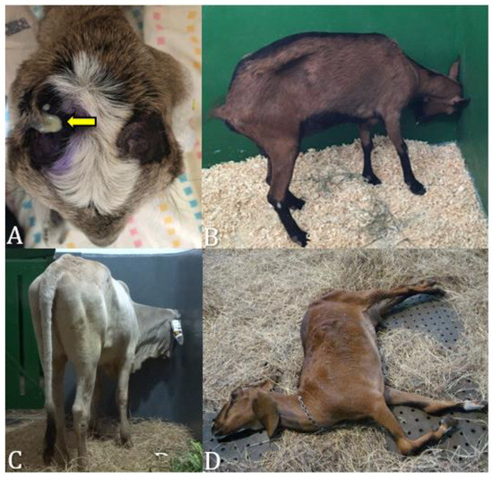 Brain Abscesses in Domestic Ruminants: Clinicopathological and ...