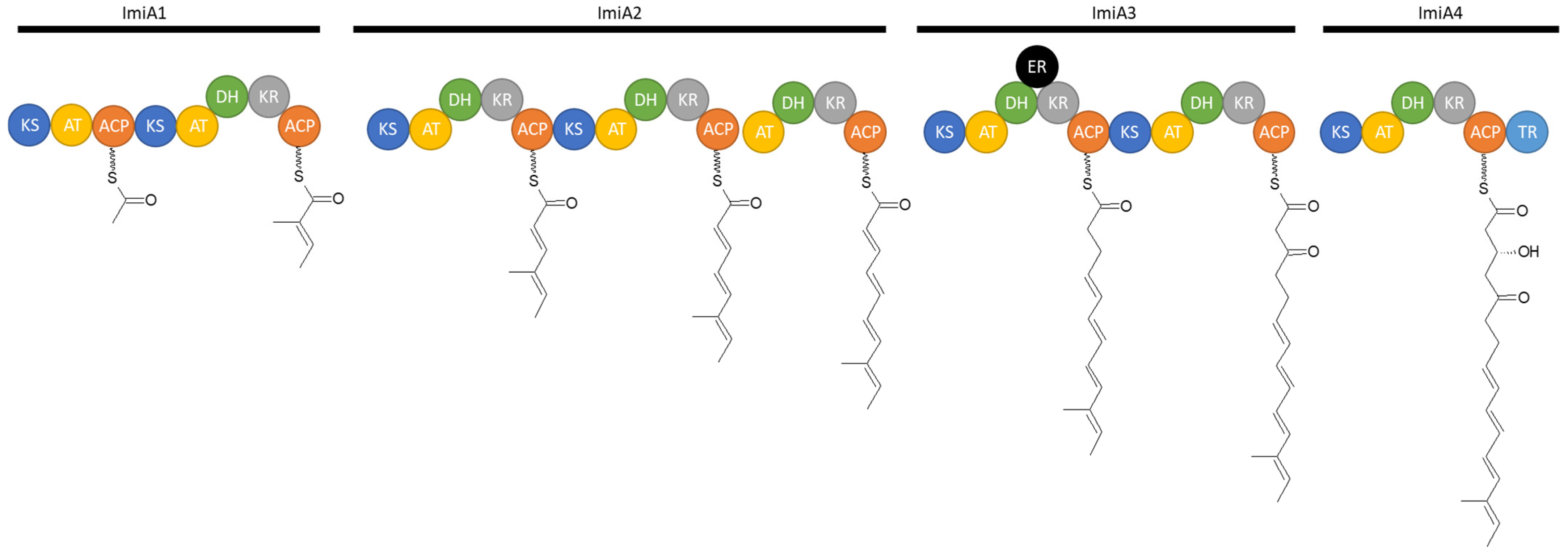 Indolizidines from Actinomycetes: An Overview of Producers ...