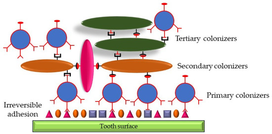 Aggregatibacter actinomycetemcomitans: From the Oral Cavity to the ...