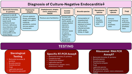 Native Infective Endocarditis: A State-of-the-Art-Review