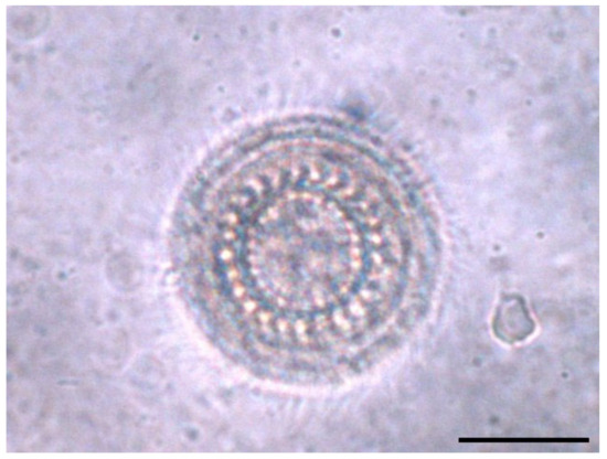 Parasitism with Protozoa and Monogeneans in Fish from the Natural ...