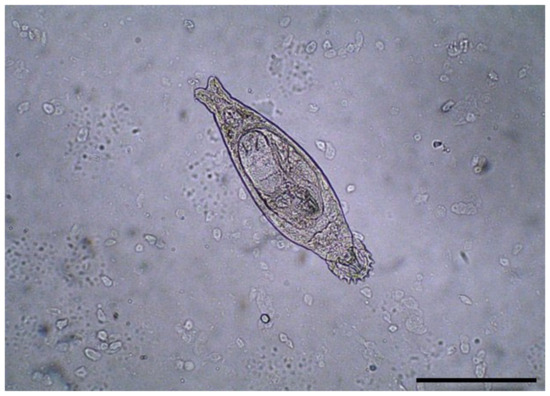 Parasitism with Protozoa and Monogeneans in Fish from the Natural ...