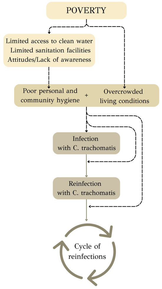 Insights into Pathogenesis of Trachoma