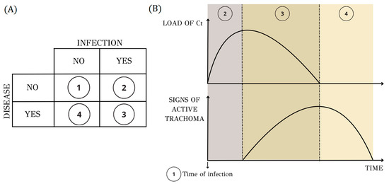 Insights into Pathogenesis of Trachoma