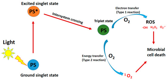 Antimicrobial Photodynamic Therapy: Self-Disinfecting Surfaces for ...