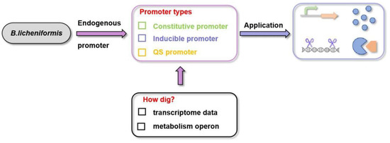 Microorganisms | Free Full-Text | Advancing Bacillus licheniformis as a ...