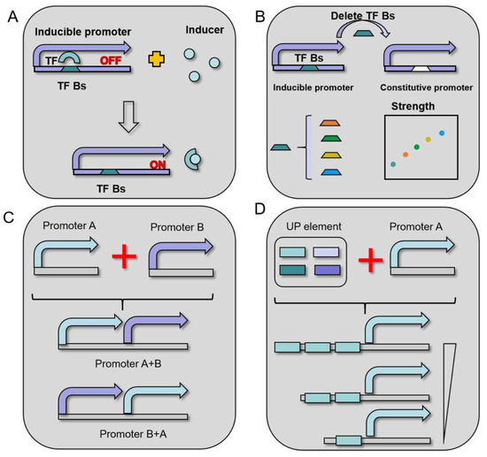 Microorganisms | Free Full-Text | Advancing Bacillus licheniformis as a ...