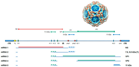 Parvovirus B19 in Rheumatic Diseases