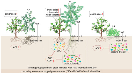 The Effect of Intercropping with Different Leguminous Green Manures on the Soil Environment and ...
