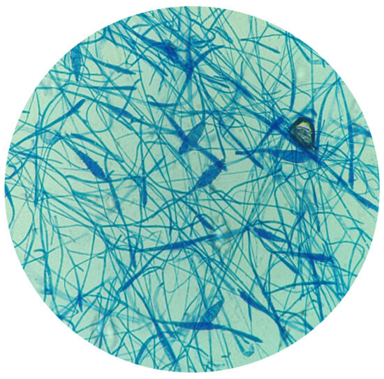 Dermatophytosis in Companion Animals in Portugal: A Comprehensive ...