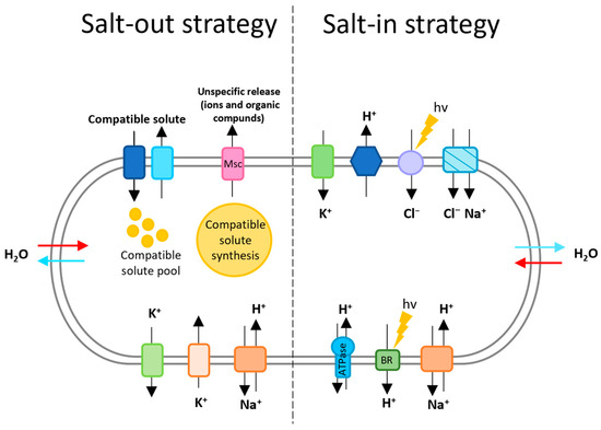 Haloarchaea as Promising Chassis to Green Chemistry