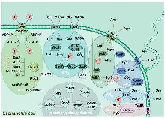 Microorganisms | Free Full-Text | Response of Escherichia coli to Acid ...