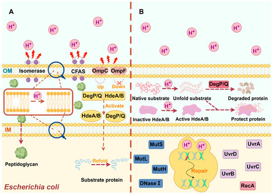 Response of Escherichia coli to Acid Stress: Mechanisms and ...