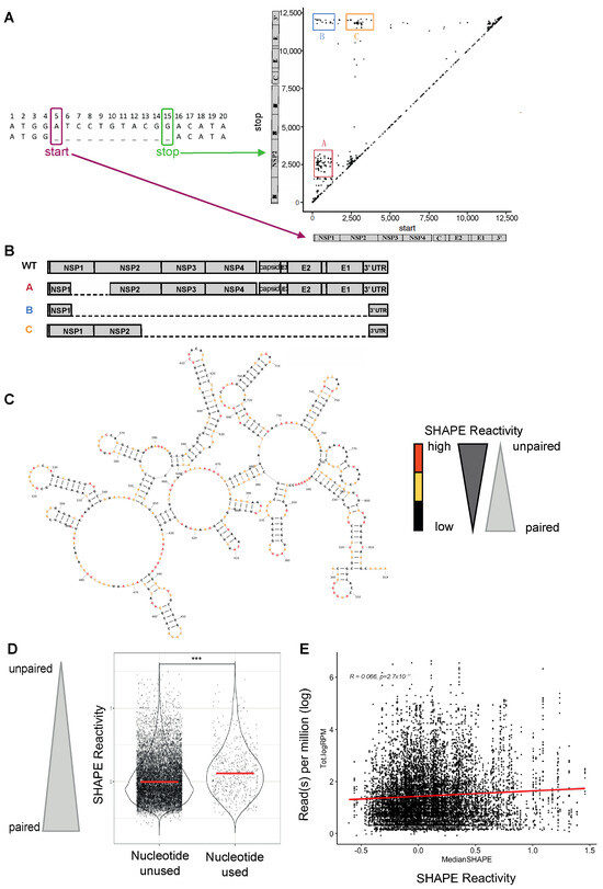Chikungunya Virus RNA Secondary Structures Impact Defective Viral ...