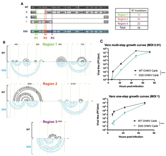 Chikungunya Virus RNA Secondary Structures Impact Defective Viral ...