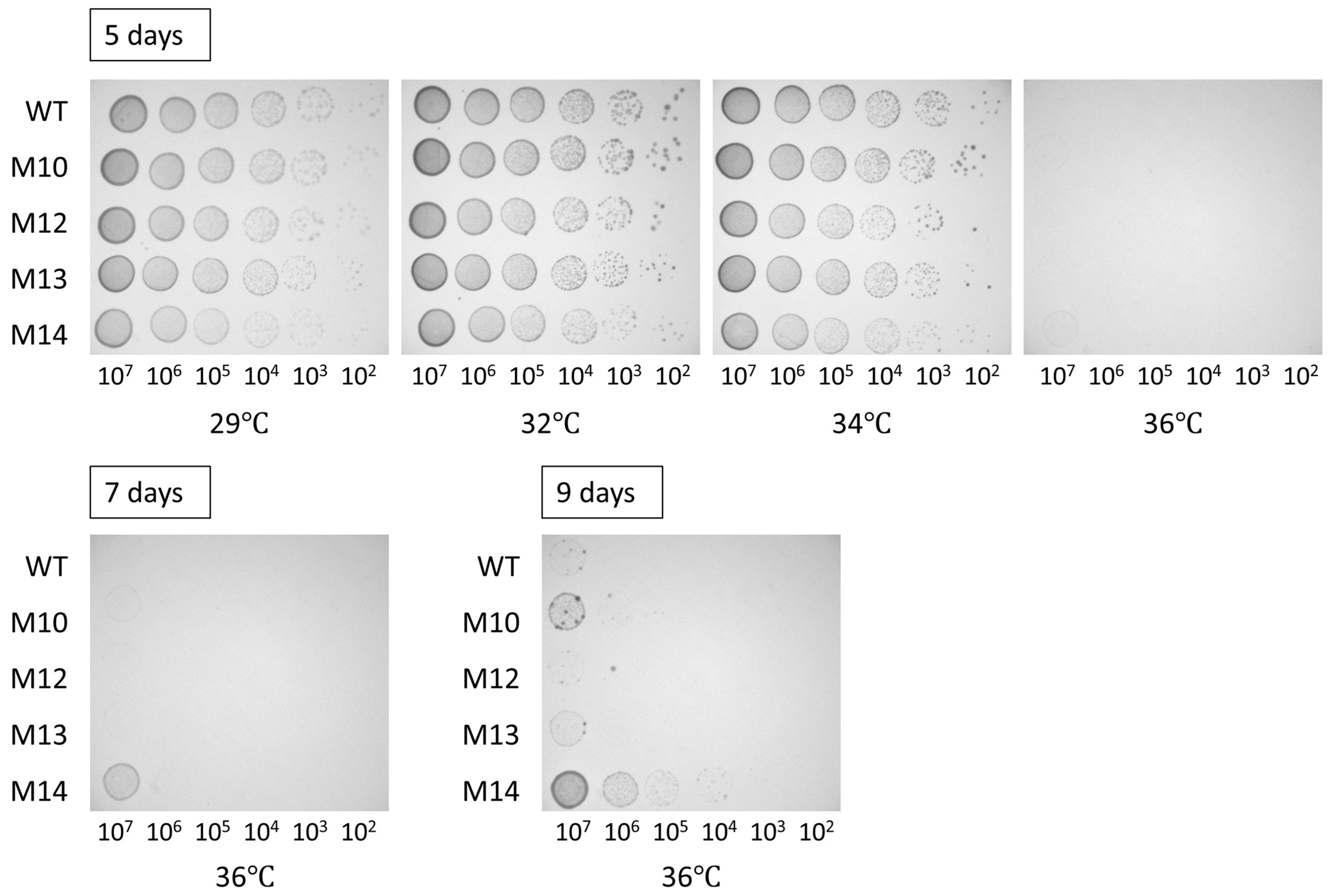 Isolation and Characterization of High-Temperature-Tolerant Mutants of ...