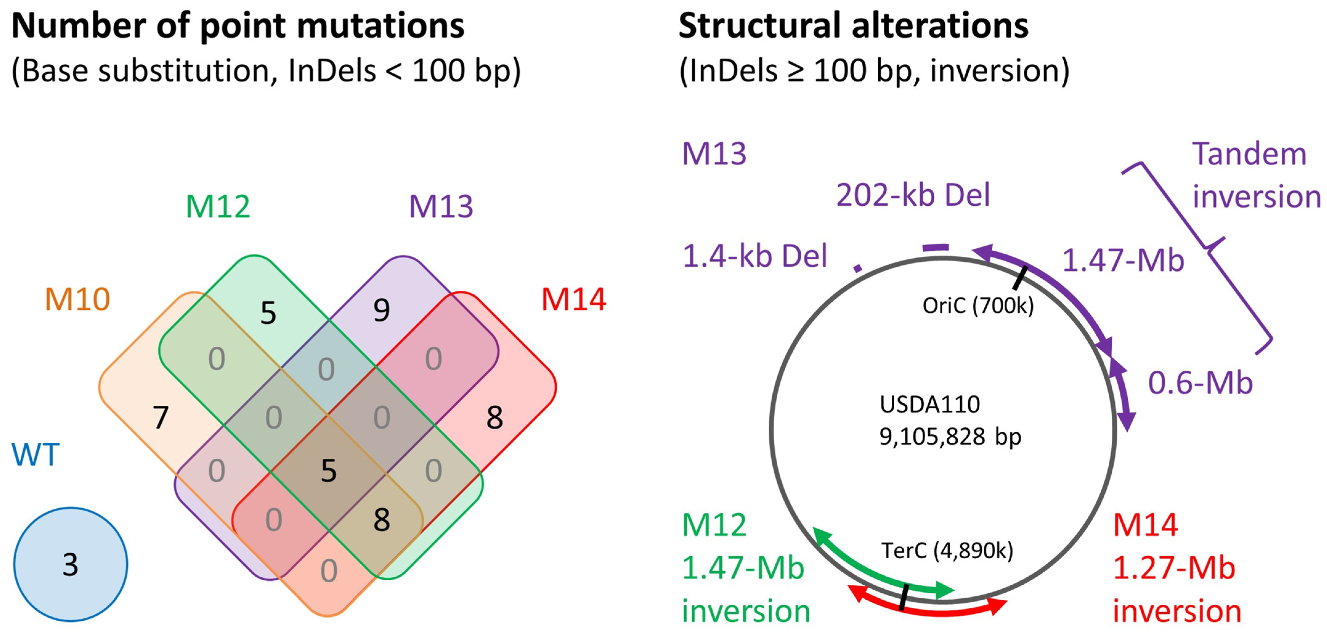 Isolation and Characterization of High-Temperature-Tolerant Mutants of ...