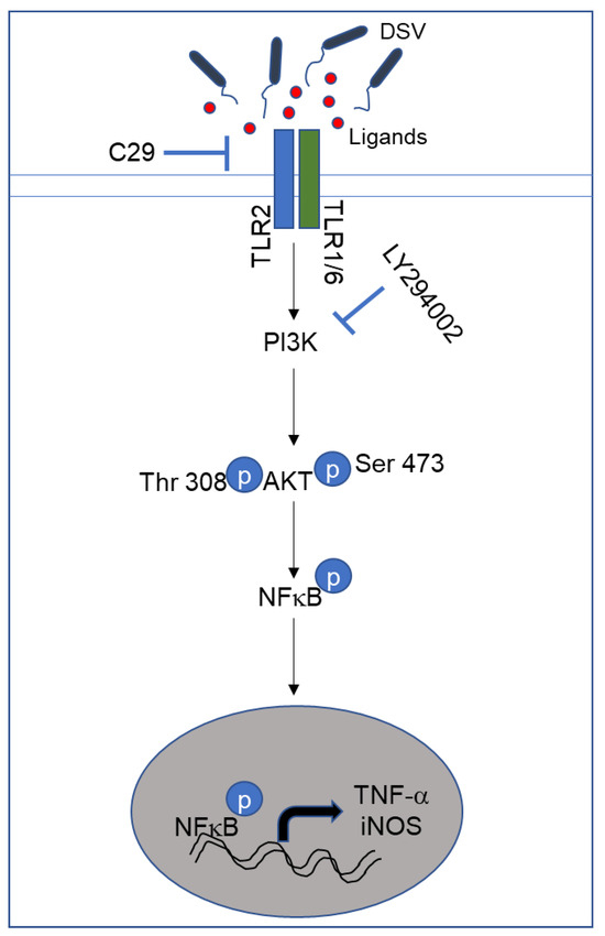 Sulfate-Reducing Bacteria Induce Pro-Inflammatory TNF-α and iNOS via ...