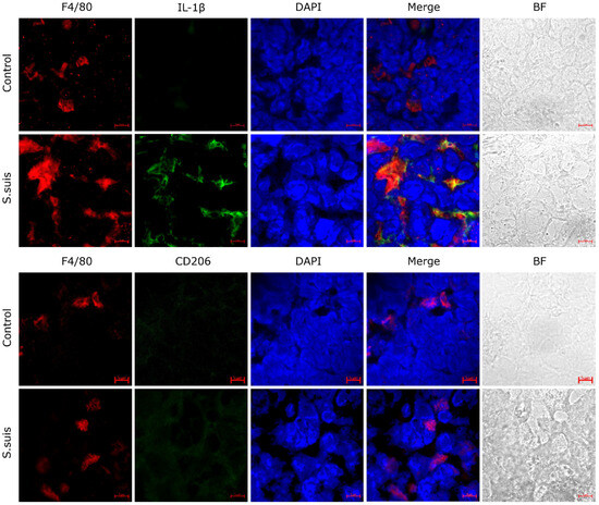Streptococcus suis Induces Macrophage M1 Polarization and Pyroptosis