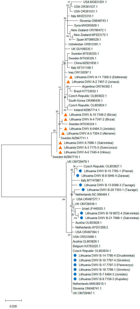 Molecular Characterization and Phylogenetic Analysis of Honeybee (Apis ...