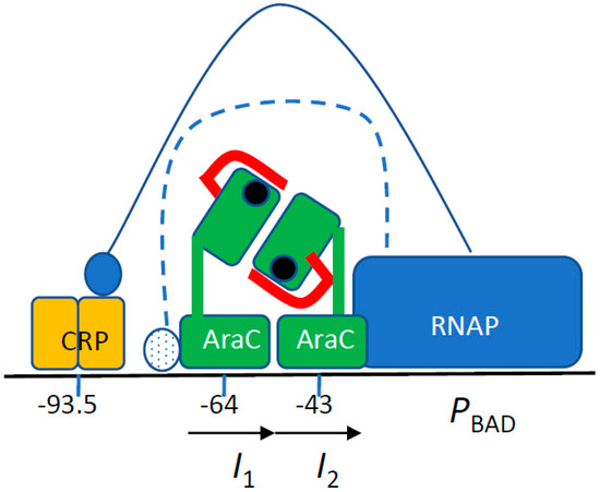 AraC Functional Suppressors of Mutations in the C-Terminal Domain of the RpoA Subunit of the ...