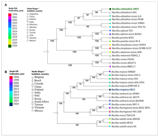 Biocontrol Activity of Bacillus altitudinis CH05 and Bacillus tropicus ...