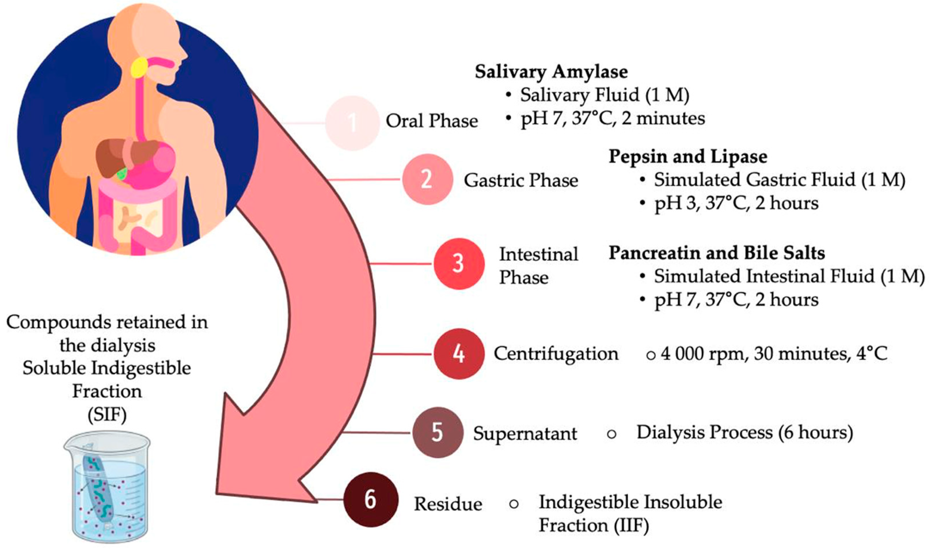 In Vitro Digestion of Vacuum-Impregnated Yam Bean Snacks: Pediococcus ...