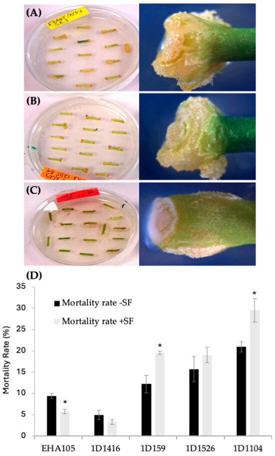 Novel Agrobacterium fabrum str. 1D1416 for Citrus Transformation