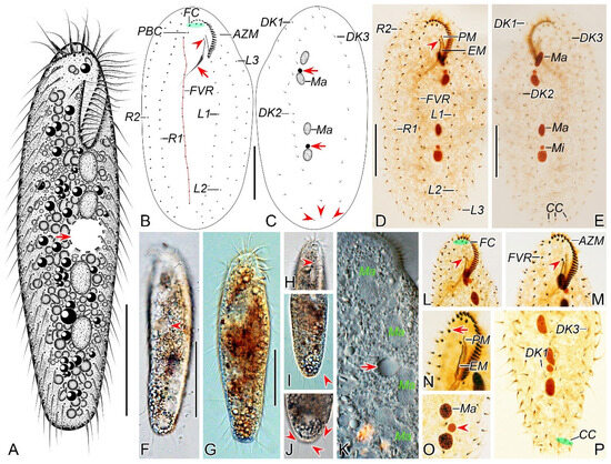 Morphology, Morphogenesis and Molecular Phylogeny of Two Freshwater ...
