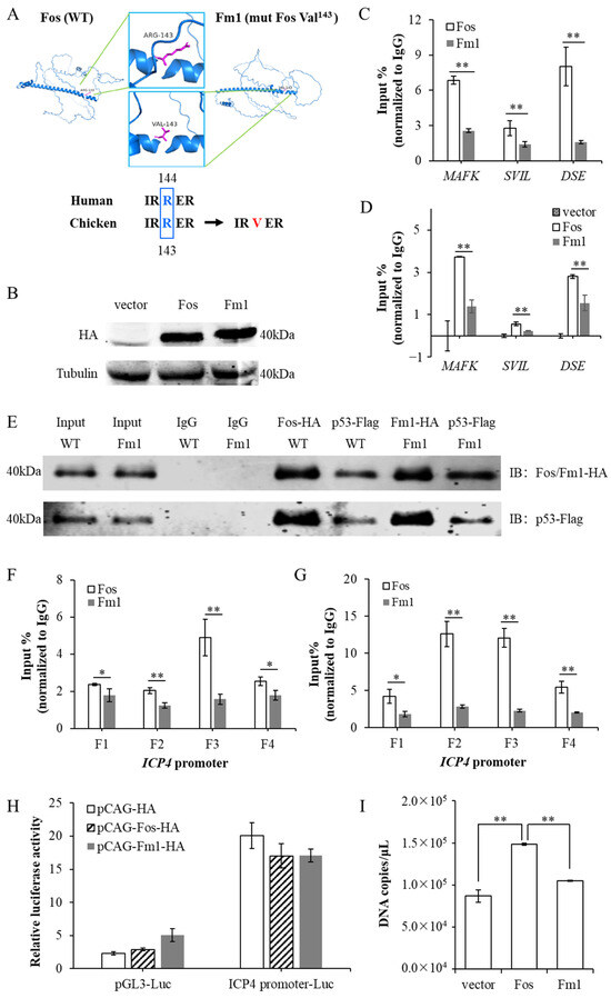 Co-Regulation Mechanism of Host p53 and Fos in Transcriptional ...
